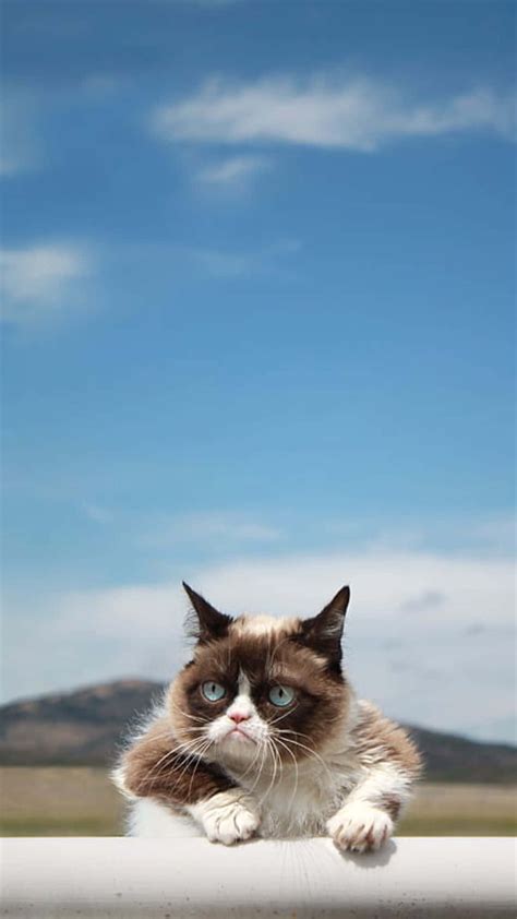 Image result for Grumpy Cat Humor