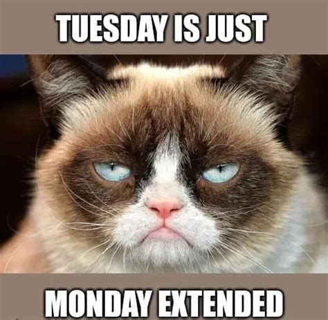 Grumpy Cat Not Amused Memes - Piñata Farms - The best meme generator ...