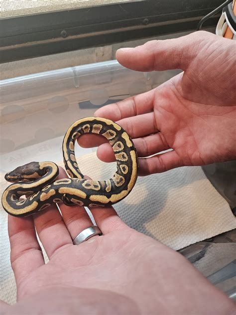 Image result for Python Babies