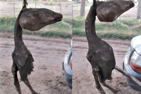 Image result for Alien Animals Found