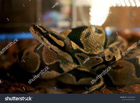 Image result for Python Reticulada