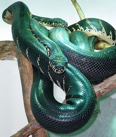 Image result for Boelen's Python