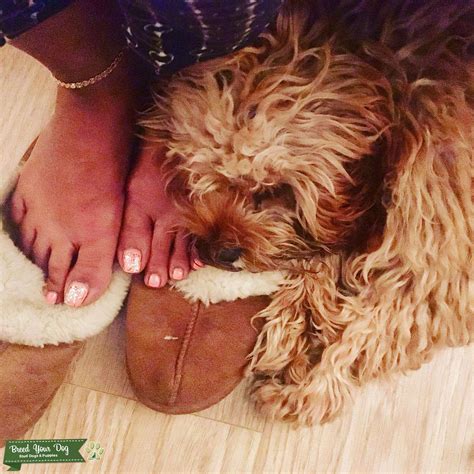 Image result for Apricot Cavapoo