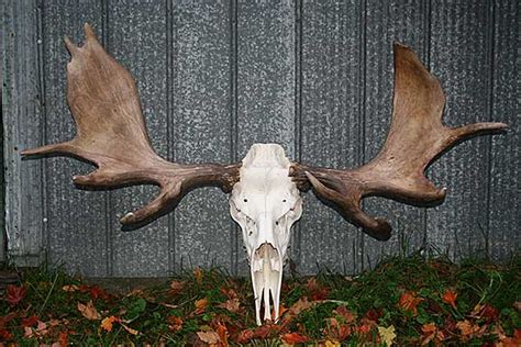 Image result for Inventer Mount