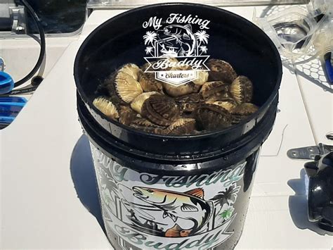 Image result for How to Clean Scallops