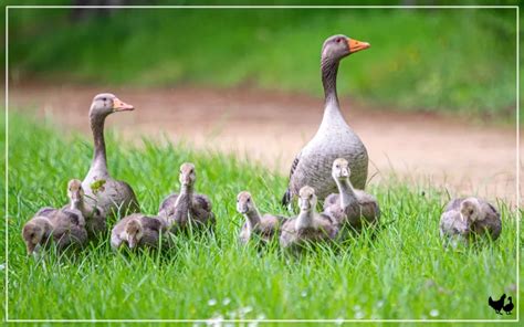 Image result for Geese Hatching