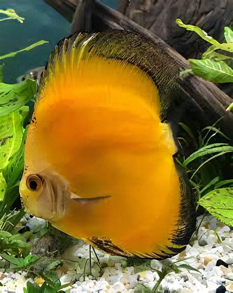 Image result for Golden Discus Fish