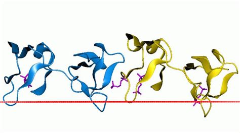 Image result for Fibronectin Domain Structure