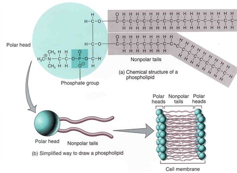 Image result for Phospholipid Structure Model
