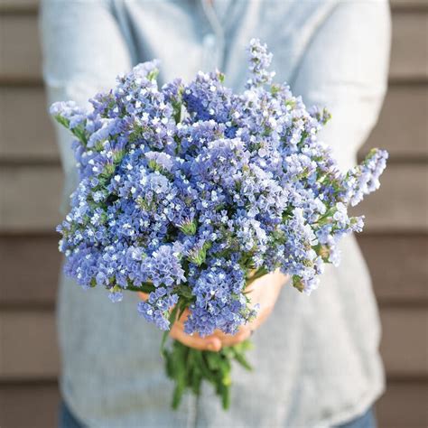 Image result for Status Flower