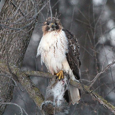 Image result for Red Tail Hawk Caatching Squirrel