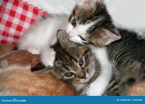 Image result for Chatons Mignons