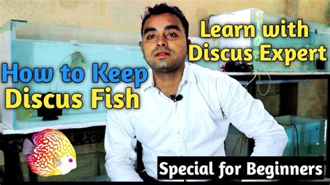 Image result for How to Keep Discus