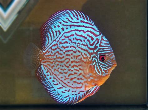 Image result for Royal Blue Discus