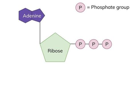 Image result for Basic Structure of ATP
