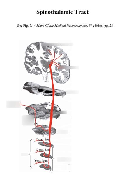 Image result for Spinothalamic Pathway Content