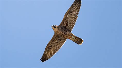 Image result for Merlin Falcon In-Flight