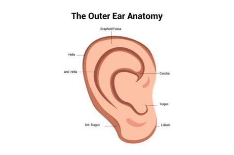 Image result for Outer Ear Angiogram