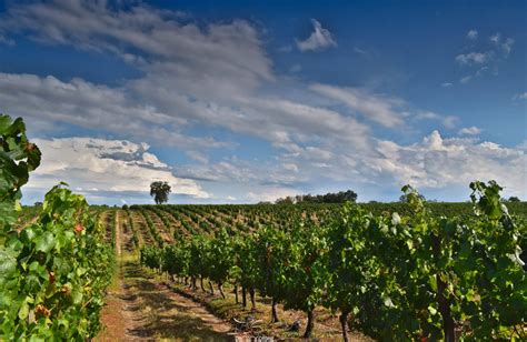 Image result for Besson Amine