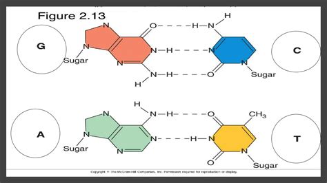 Image result for Nucleic Acid Chemical Structure