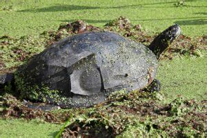 Image result for Break the Turtle Shell