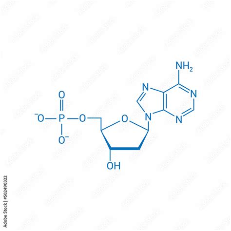 chemical structure of DNA nucleotide Stock Vector | Adobe Stock