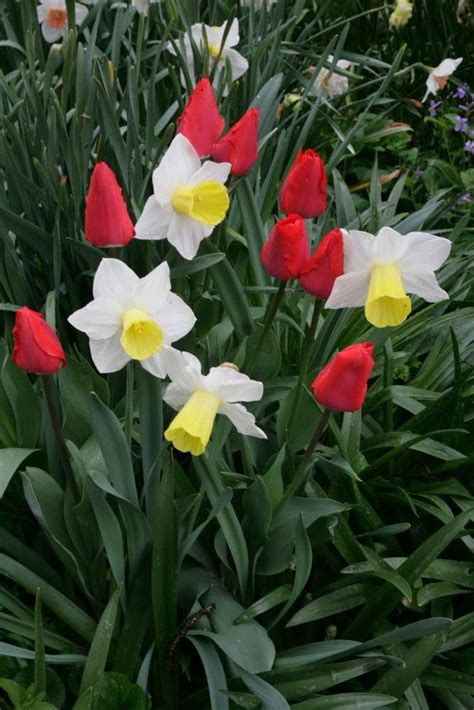 Image result for Spring Flowers Springing