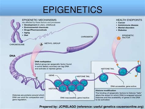 Image result for Evolution Epigenetics