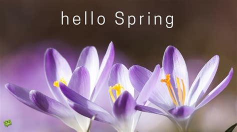 Image result for Hello Spring Facebook Cover