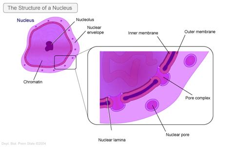 Image result for Nuclear Envelope Function