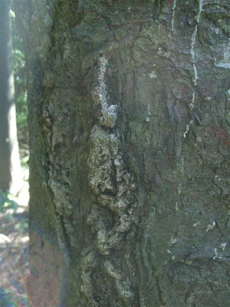 Image result for How to Clean Tree Resin