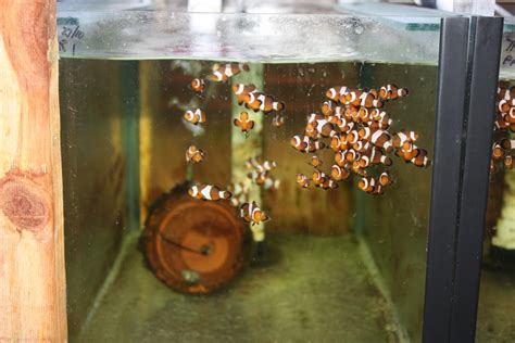 Image result for Breeding Fish Tank