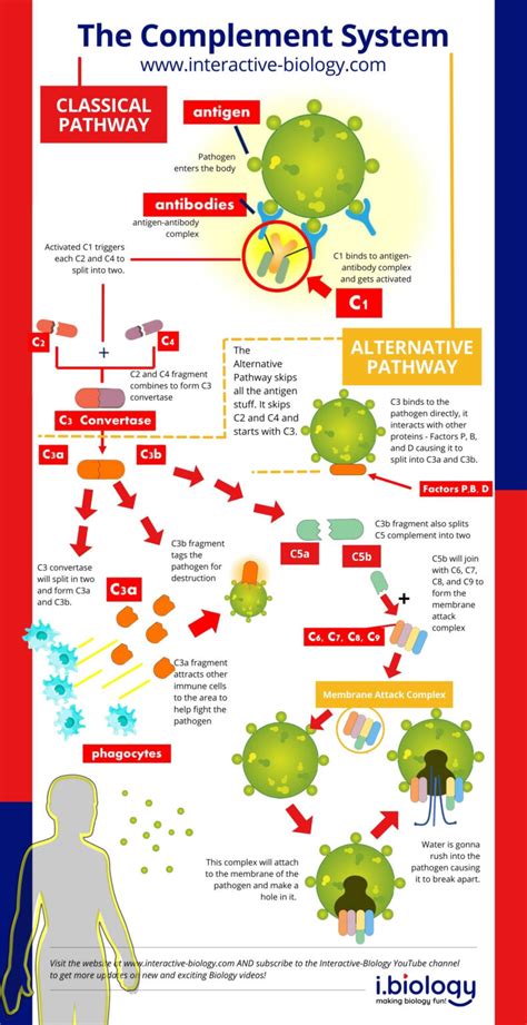 Image result for Complement System Molecule Structure
