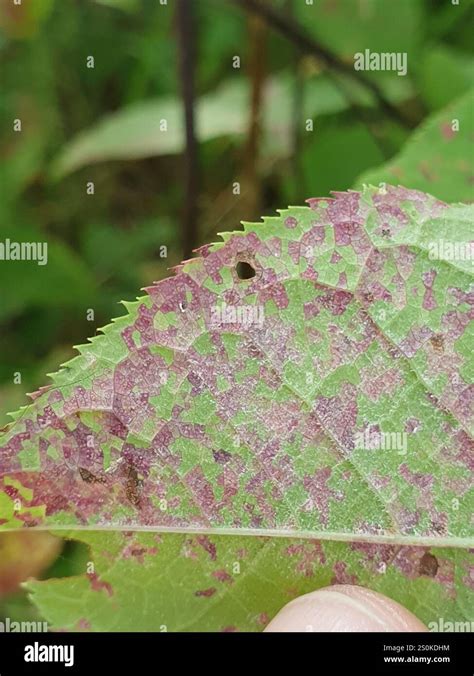 Image result for Cherry Tree Rust