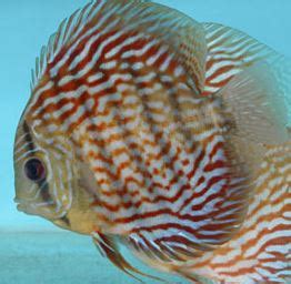 Image result for Red Eagle Discus