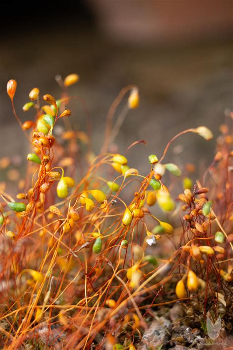 Image result for Alien Grass