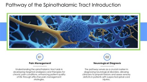 Image result for Spinothalamic Pathway Content