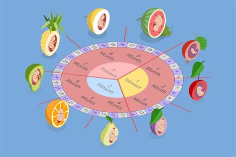 Image result for Embryo Development