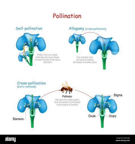 Image result for Examples of Self Pollination