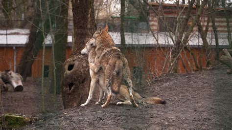Image result for Zoo Animals Wolves