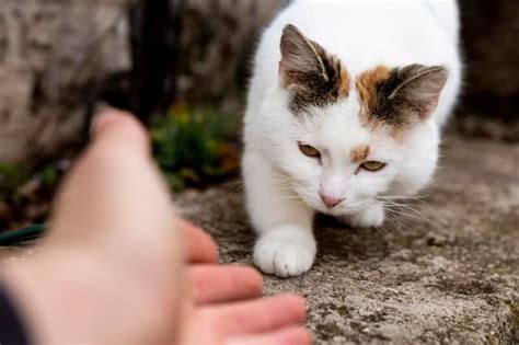 Image result for Cat Training Hand Aggression