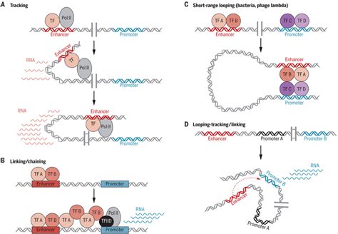 Image result for Super-Enhancer