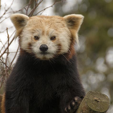 Image result for Red Panda Channel