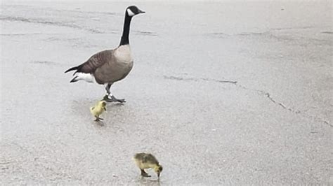 Image result for Geese Hatching