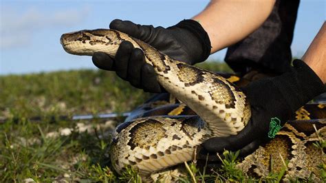 Image result for Burmese Python 12 Foot