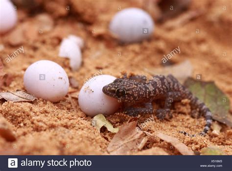 Image result for Lizard Hatching