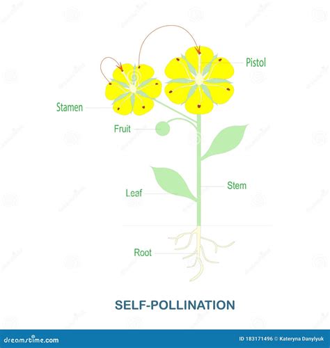 Image result for Examples of Self Pollination