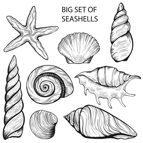 Image result for Seashell Shape Drawing Basic