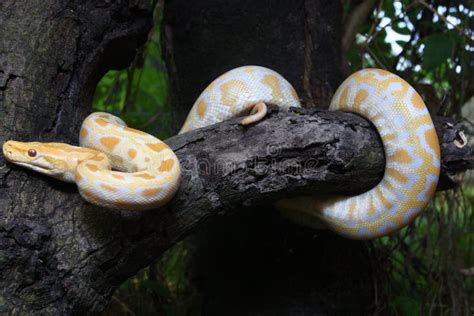 Image result for Python Birman Albinos