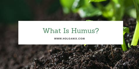 Image result for Humus Earth Science